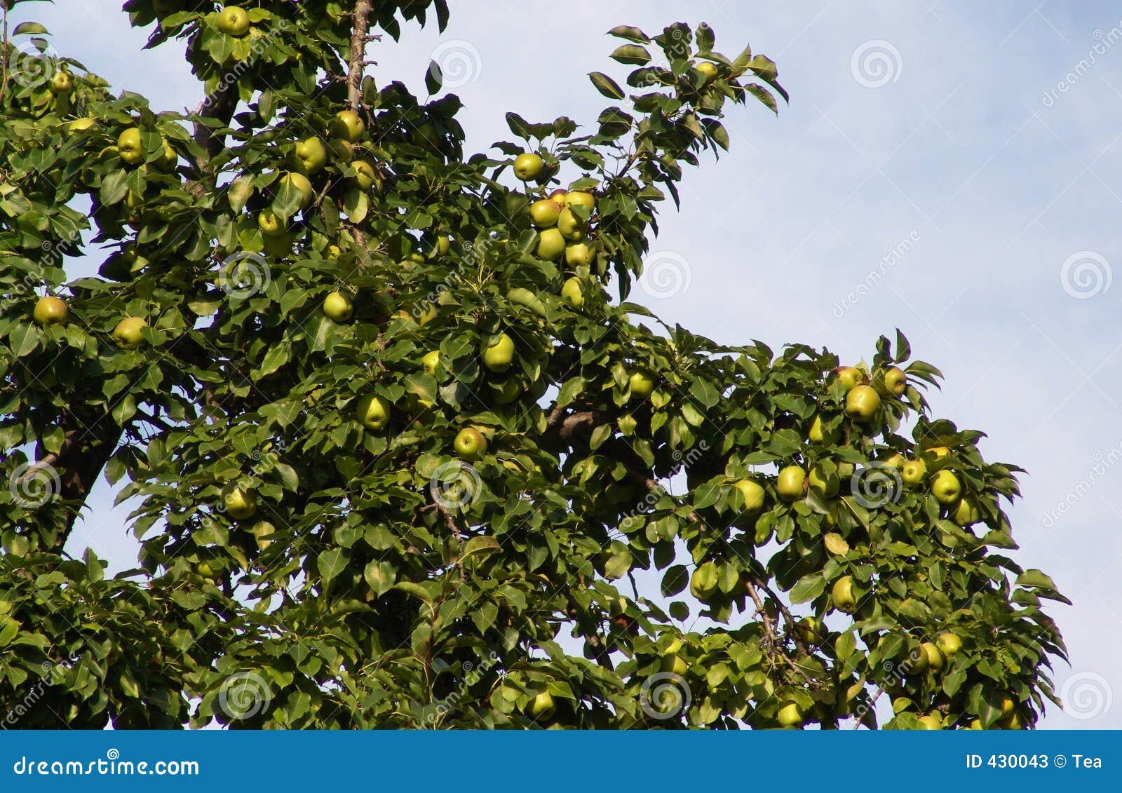 Apple tree stock image. Image of colors, blue, leaves, south - 430043