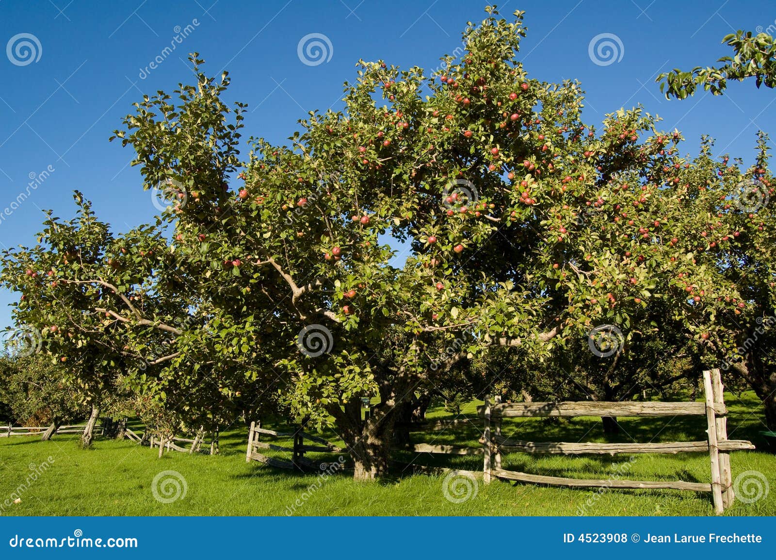Apple tree stock photo. Image of food, fence, vacation - 4523908