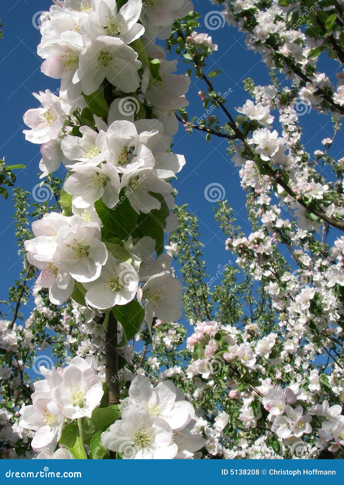 Apple tree stock photo. Image of nature, blossom, beautiful - 5138208
