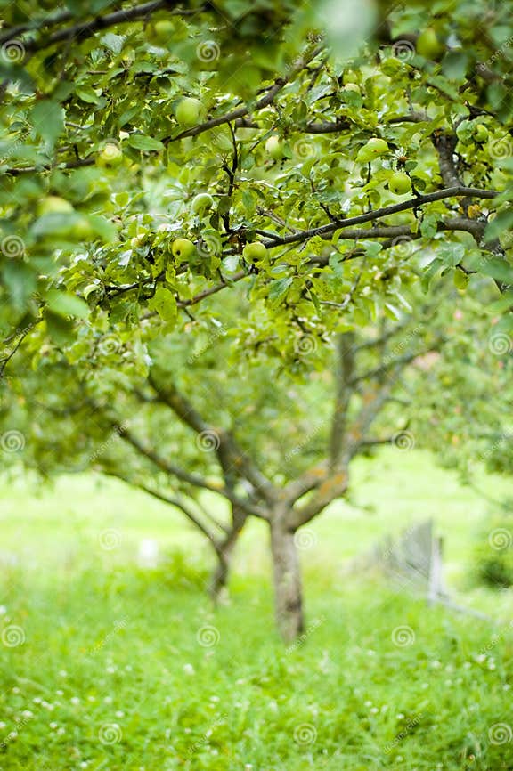 Apple tree stock photo. Image of field, apple, earth, grassland - 5907148