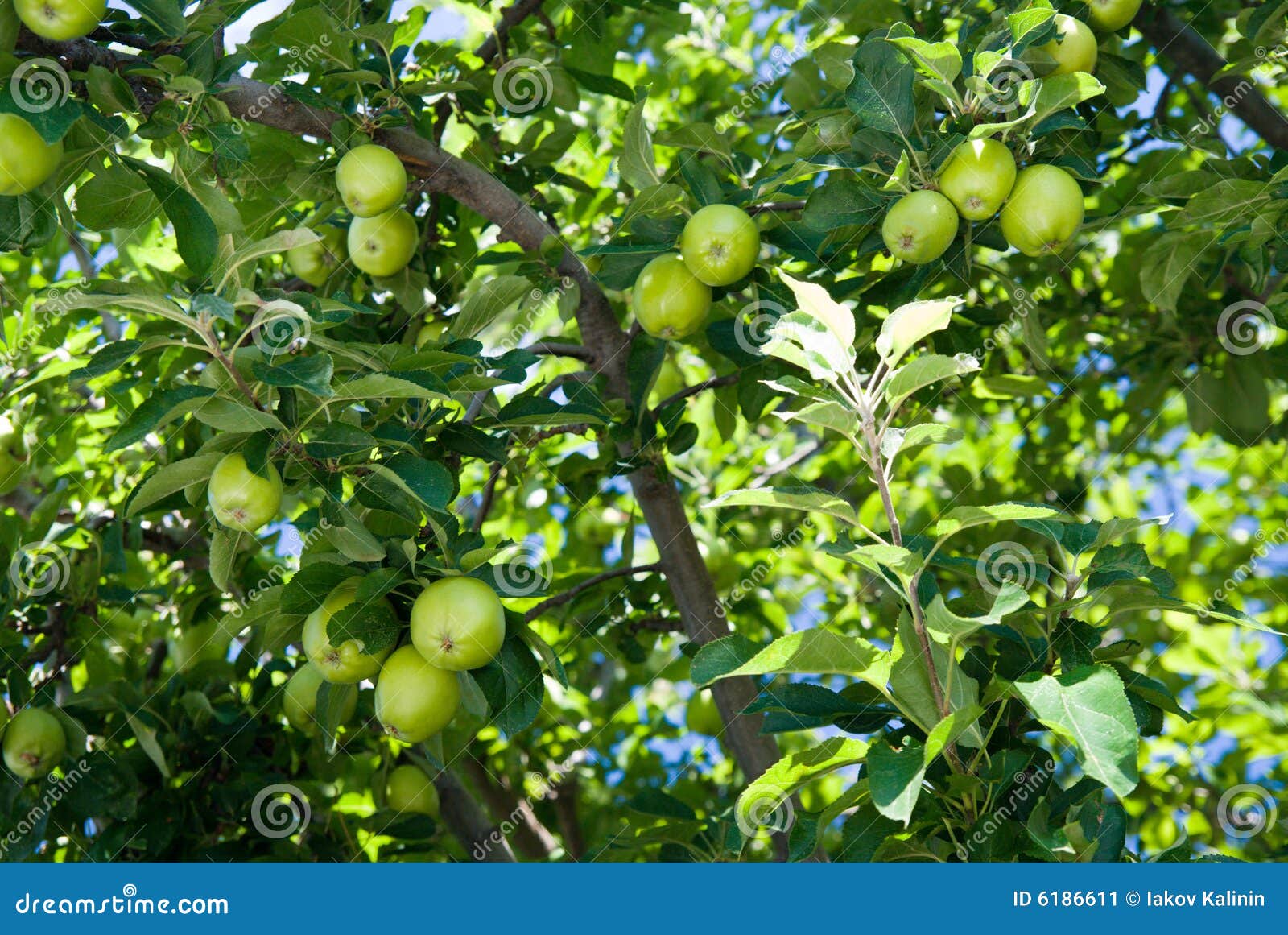 Apple tree stock image. Image of autumn, fall, green, grow - 6186611