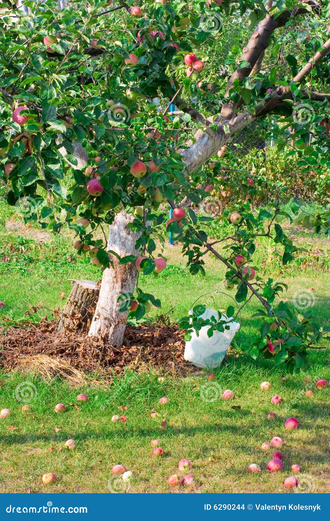 Apple tree stock photo. Image of apples, gardening, large - 6290244