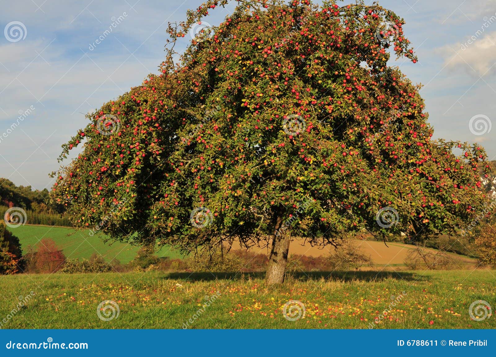 Apple tree stock image. Image of foliage, autumn, food - 6788611