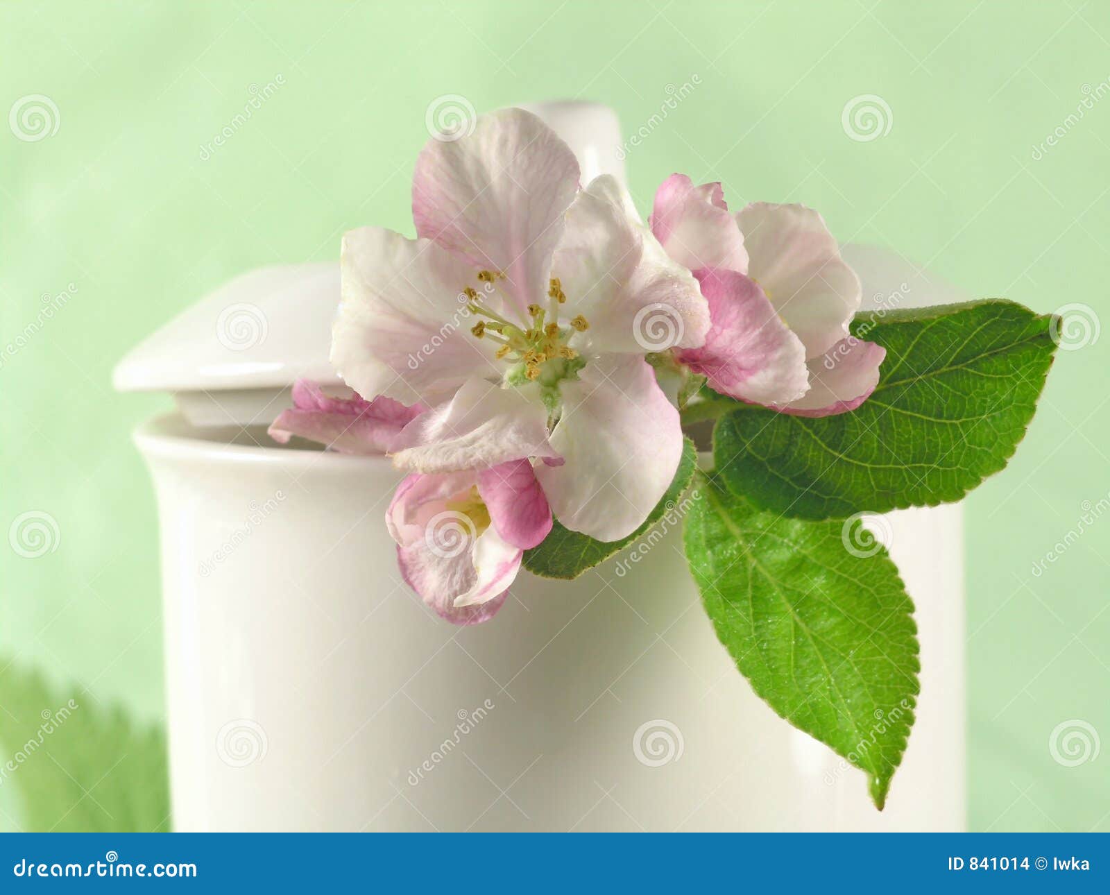 Apple tree stock photo. Image of fragrant, isolated, apples - 841014