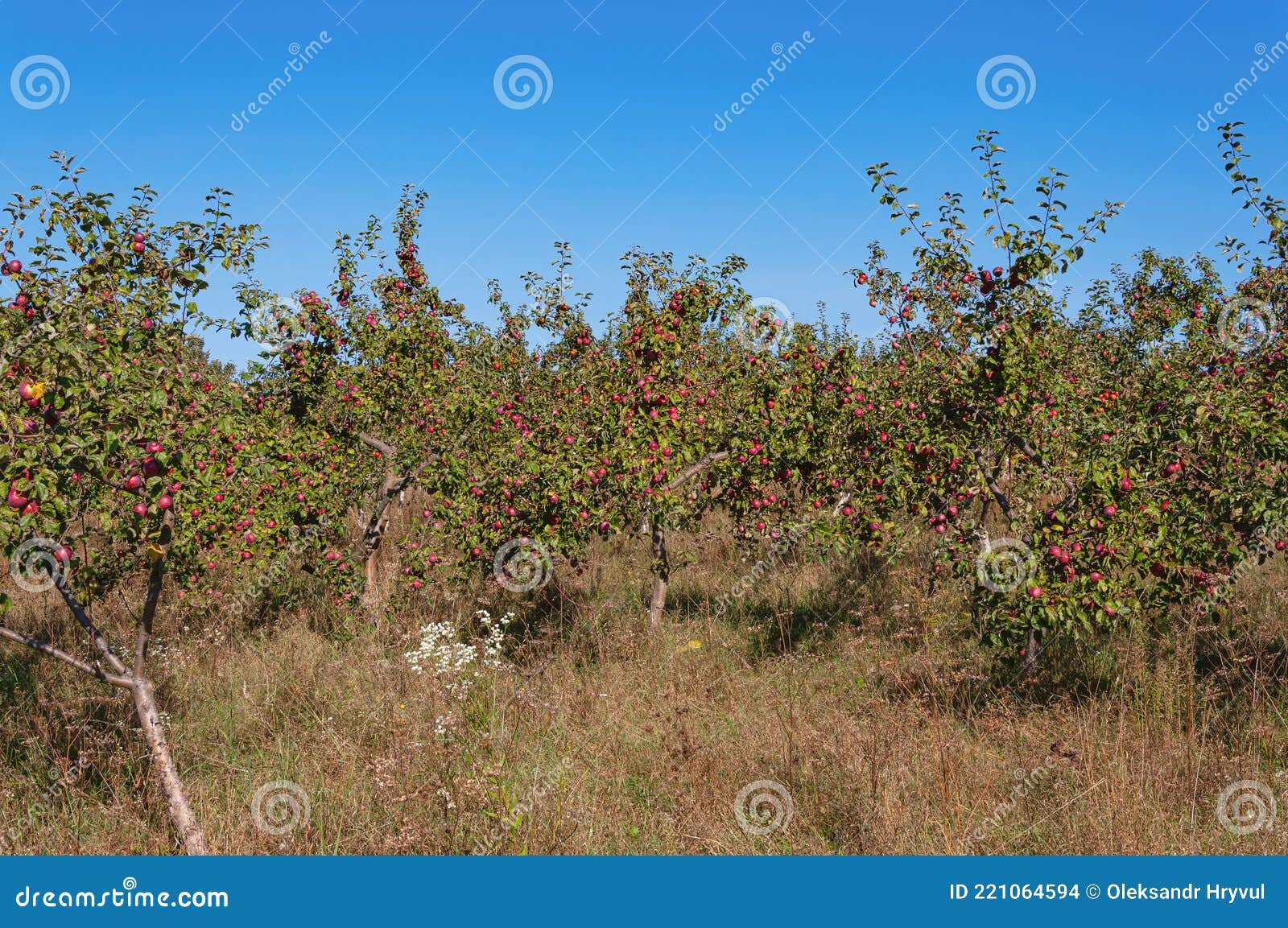 The Apple-tree of the Abandoned Orchard. a Lot Off Red Delicious Apples ...