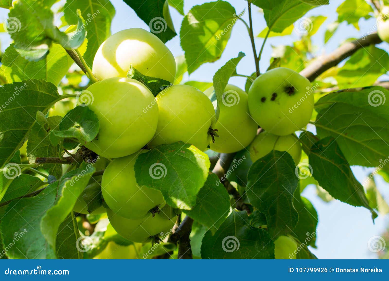 Apple tree against the sun stock photo. Image of leaf - 107799926