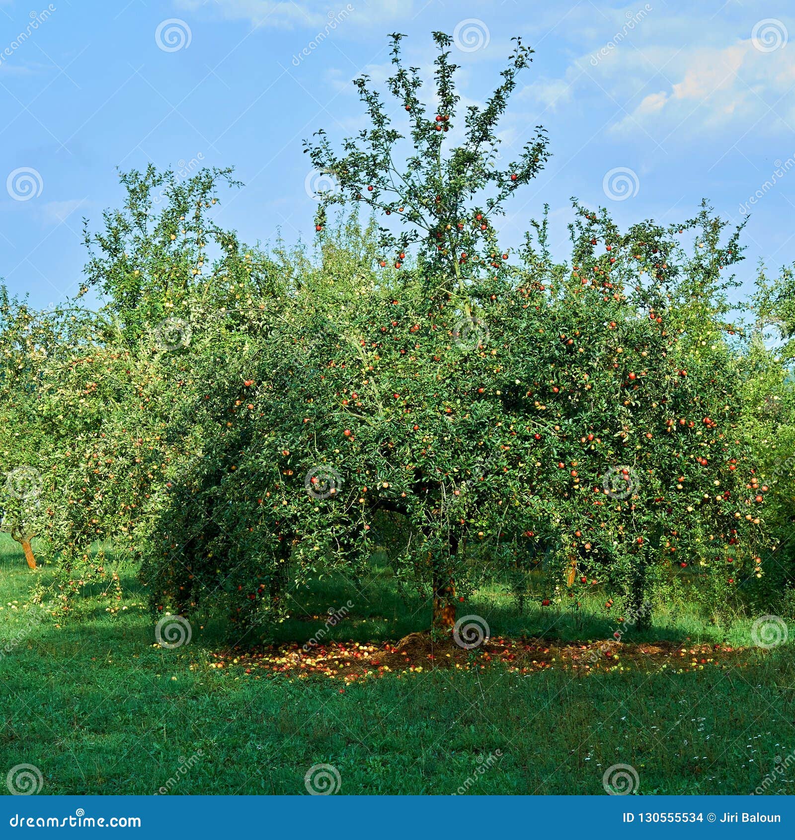 Apple Tree Falling Apples Stock Photos - Download 227 Royalty Free Photos