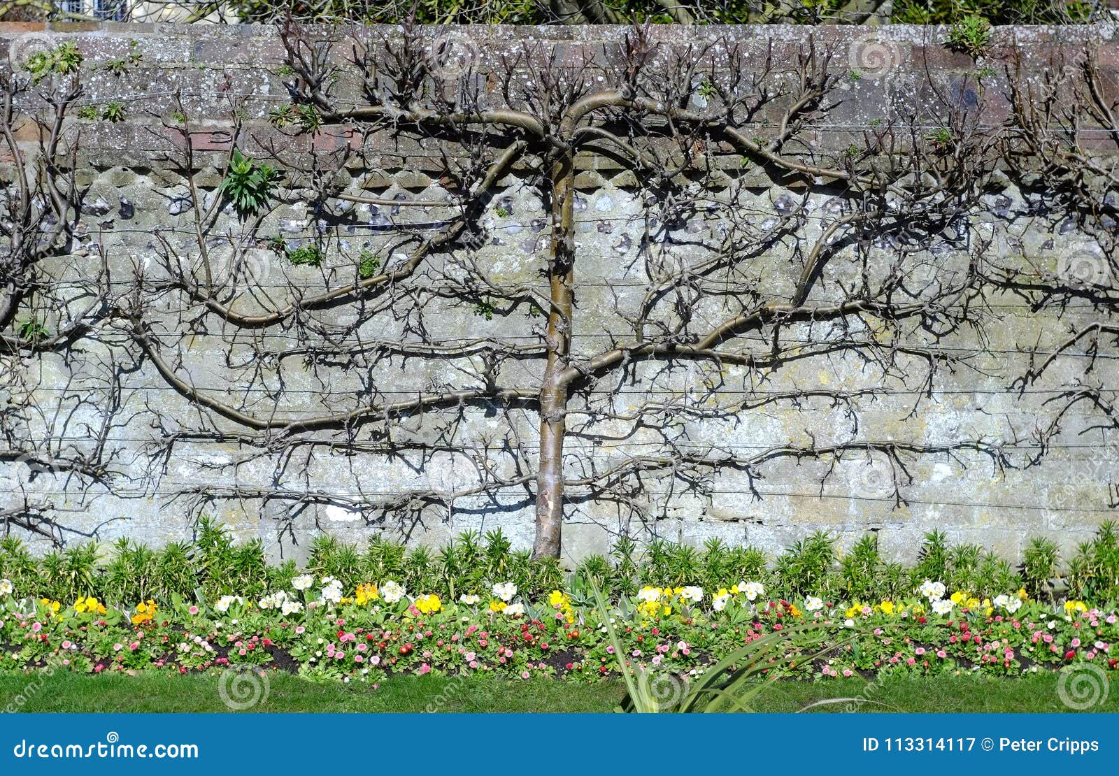 Apple tree stock image. Image of tree, victorian, kitchen - 113314117