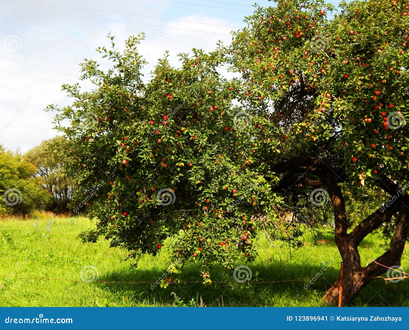 Apple Tree with Apple Fruit Stock Image - Image of look, fruit: 123896941