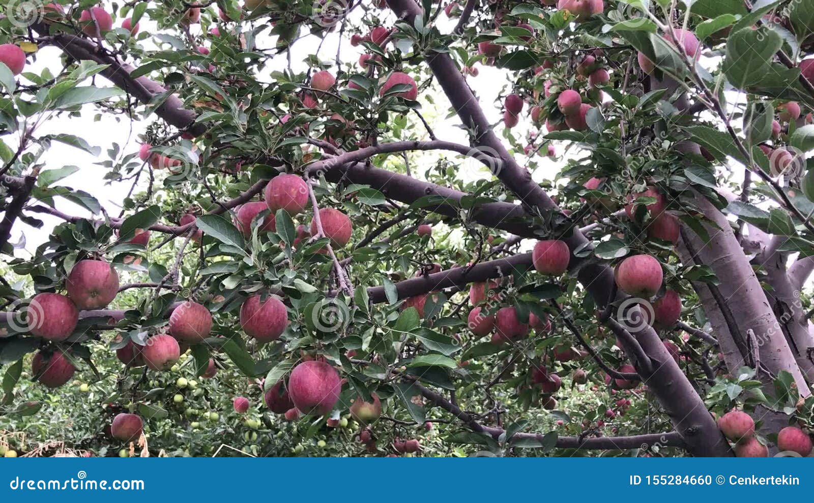 Apple Tree in the Apple Garden Stock Footage - Video of leaf, autumn ...