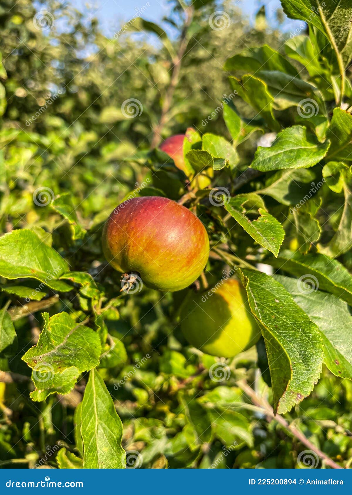 Apple Tree with Apple in Summer Stock Photo - Image of garden, juicy ...