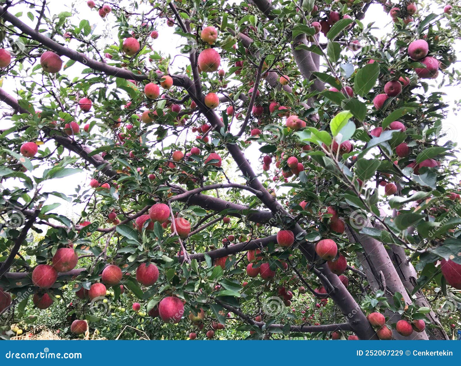 Apple tree stock image. Image of nature, field, elma - 252067229