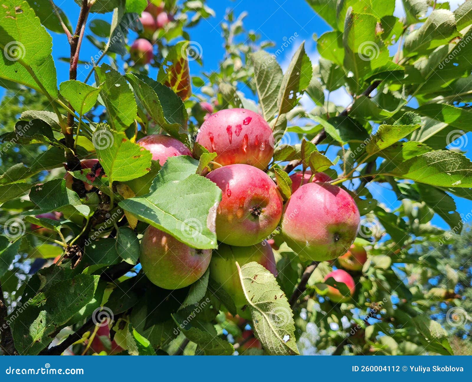 Apple tree stock photo. Image of berry, tasty, fruit - 260004112