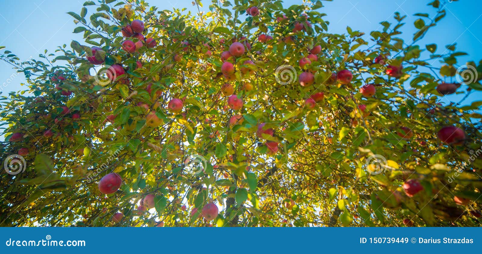 Apple tree stock image. Image of tree, apples, tasty - 150739449