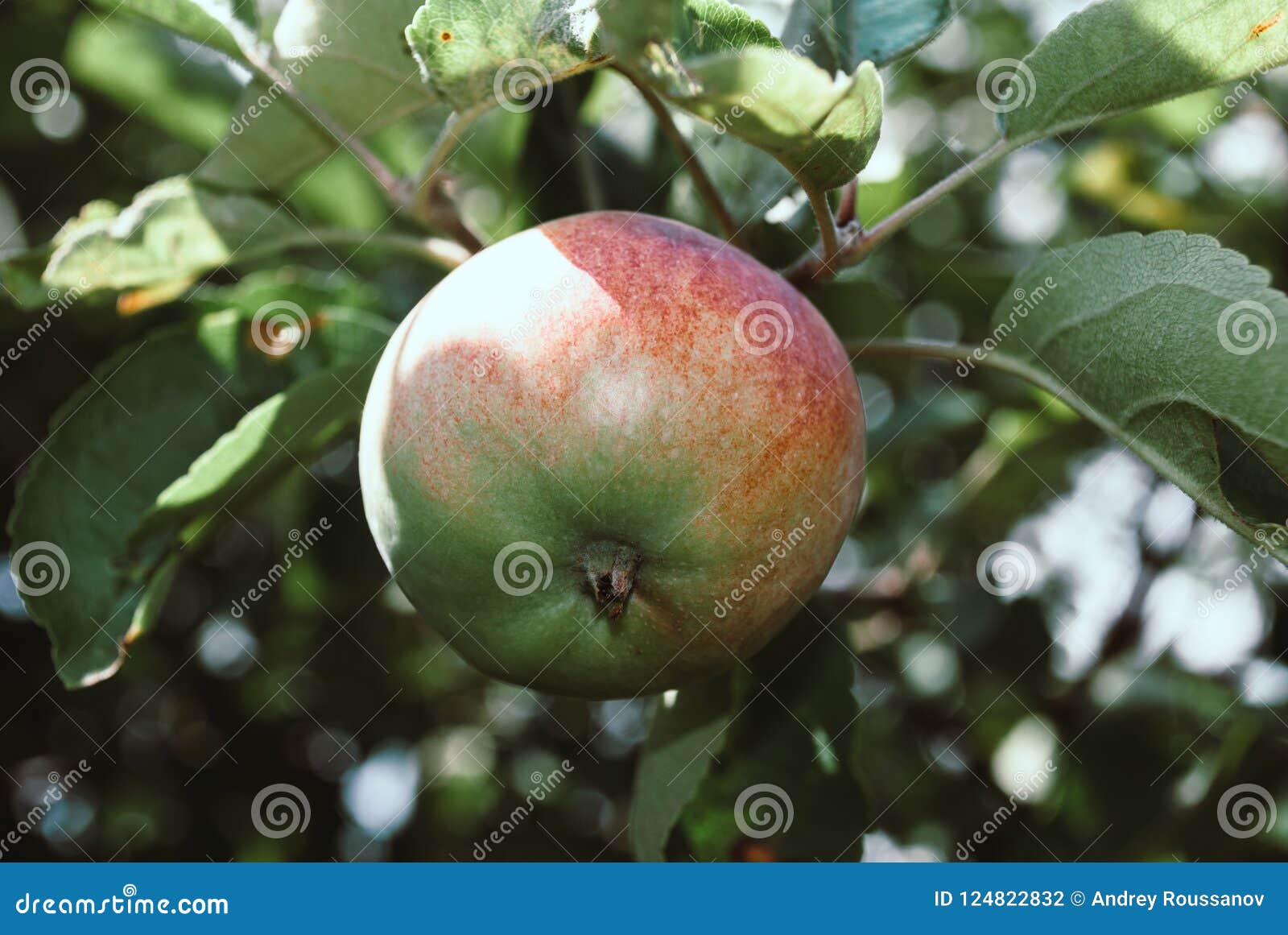 Apple Tree. Apple Tree with Small Natural Apple Stock Photo - Image of ...