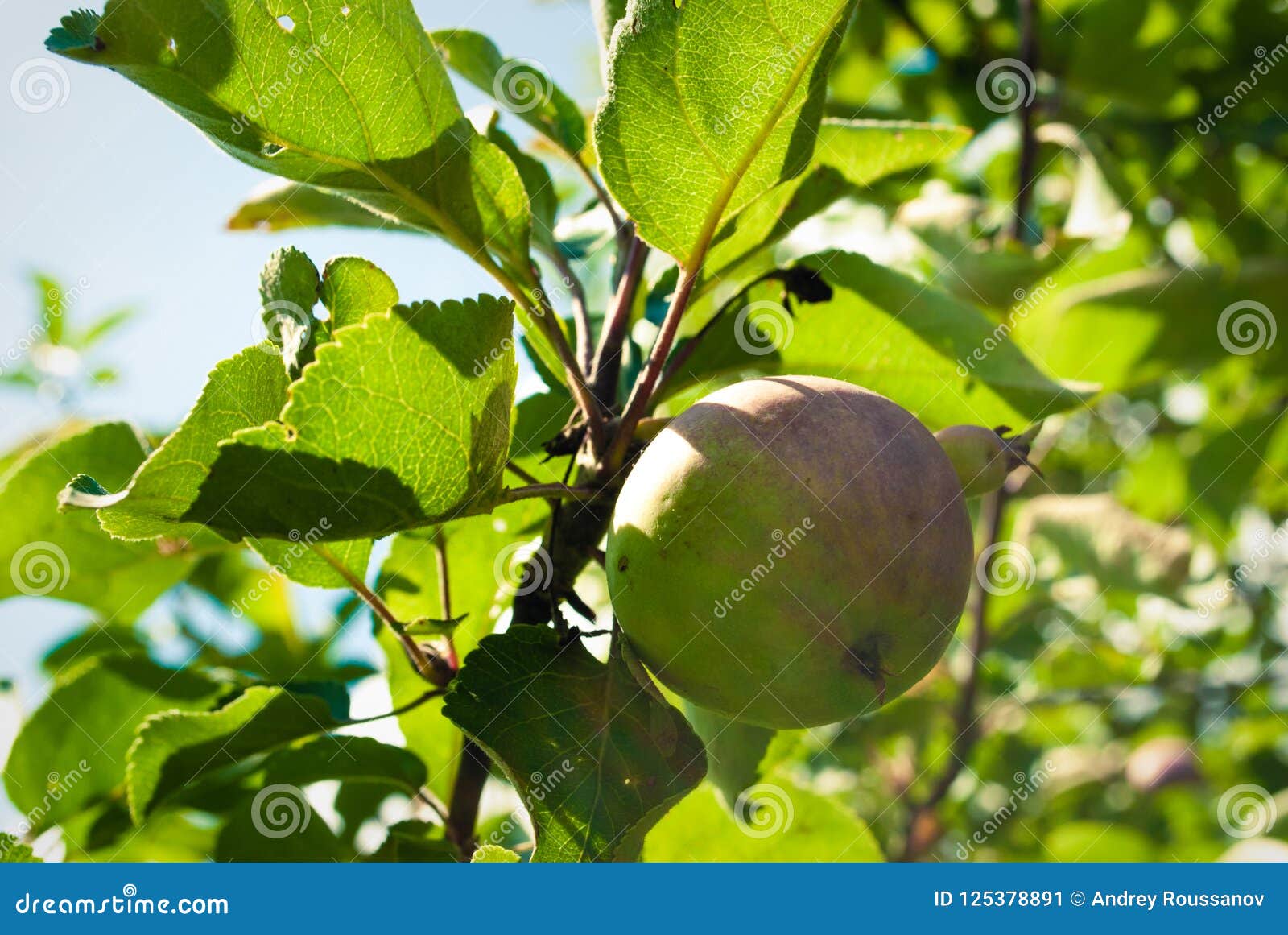 Apple Tree. Apple Tree with Small Natural Apple Stock Image - Image of ...