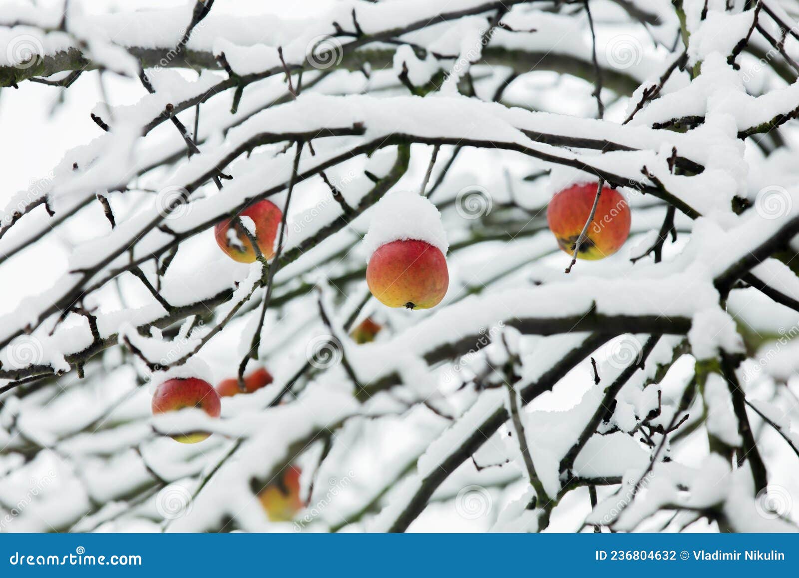 Apple Tree with Apples on Branch Stock Photo - Image of snowy, morning ...