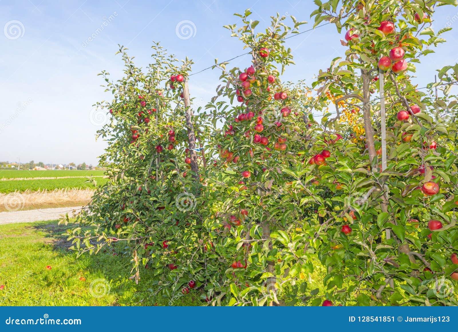 Orchard with Apple Trees in a Green Field in Sunlight at Fall Stock ...