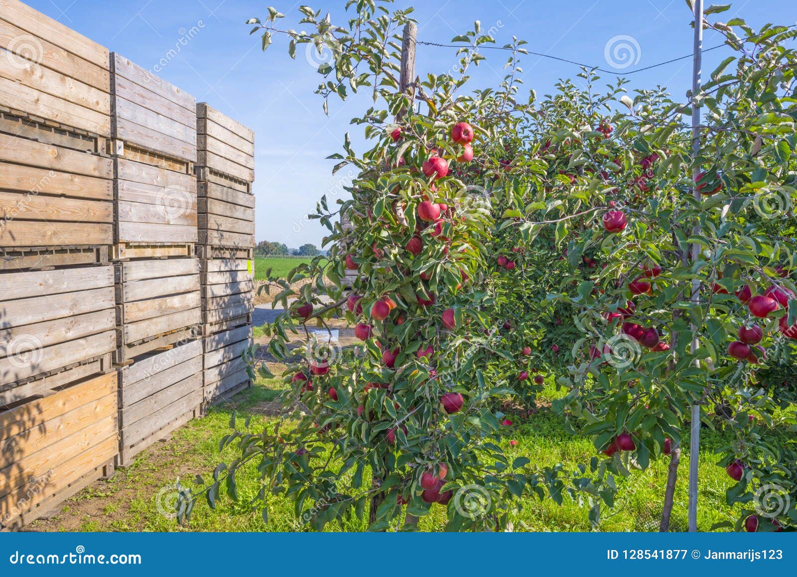 Orchard with Apple Trees in a Green Field in Sunlight at Fall Stock ...