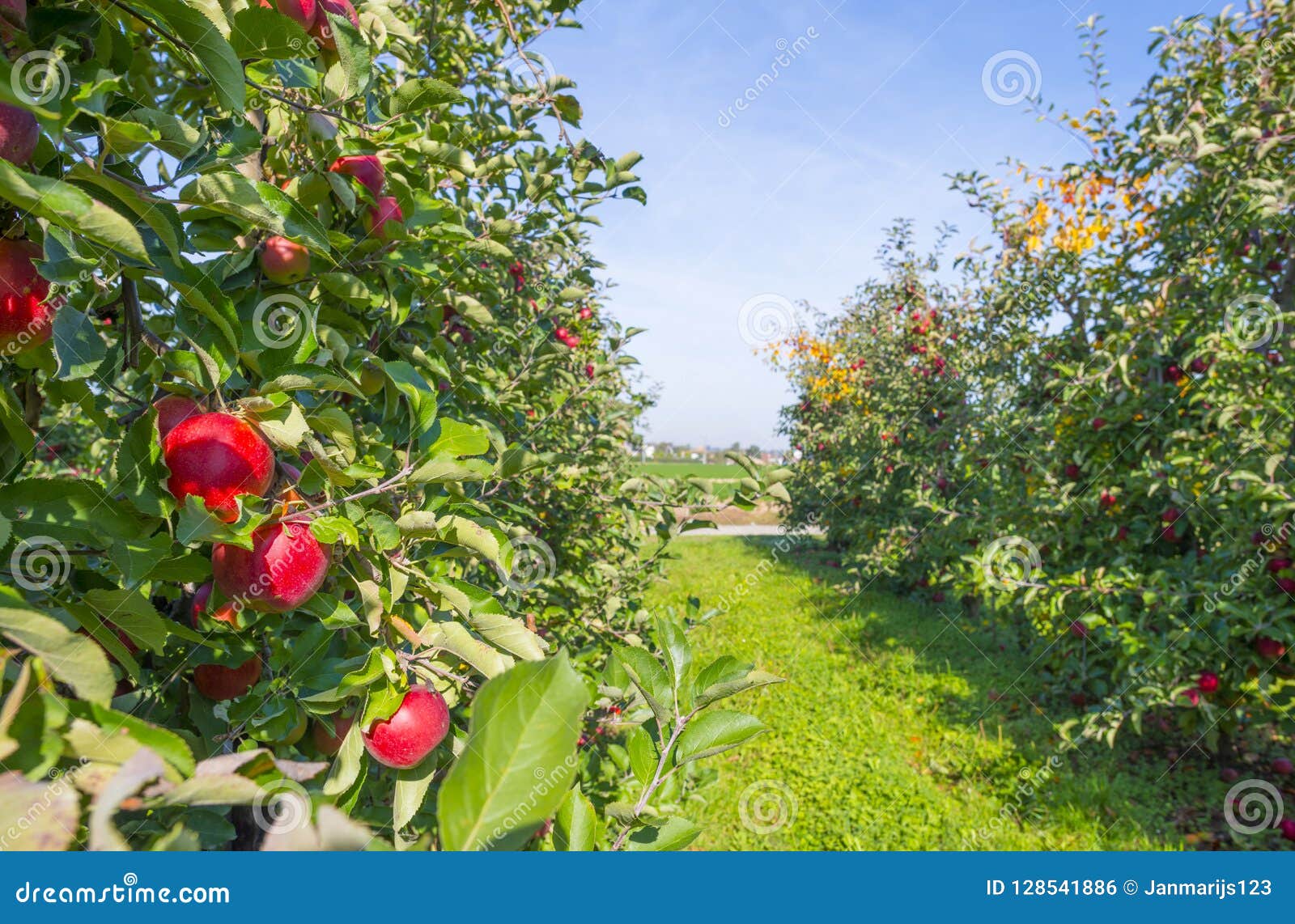 Orchard with Apple Trees in a Green Field in Sunlight at Fall Stock ...