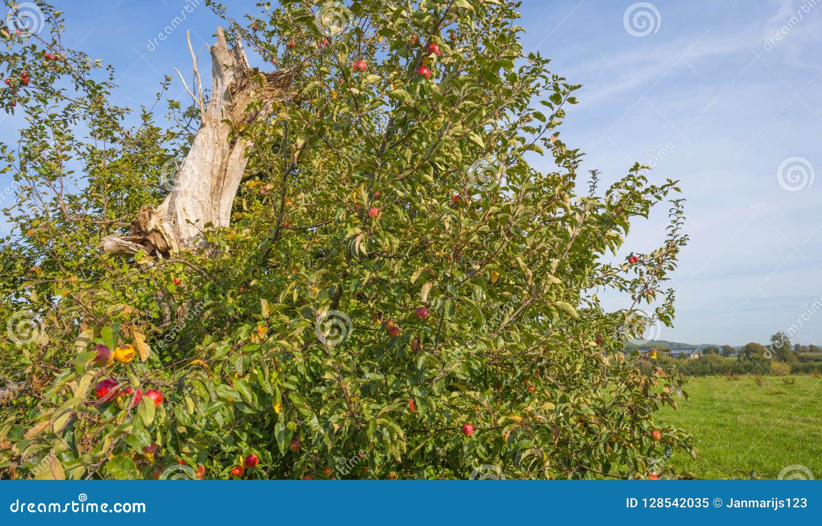 Orchard with Apple Trees in a Green Field in Sunlight at Fall Stock ...