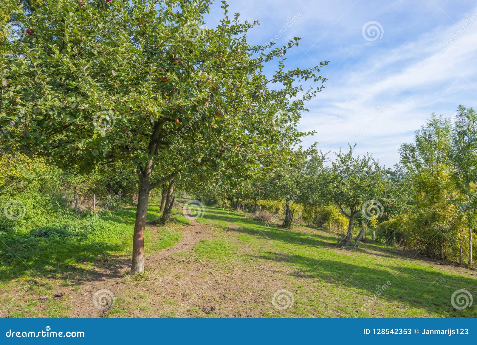 Orchard with Apple Trees in a Green Field in Sunlight at Fall Stock ...