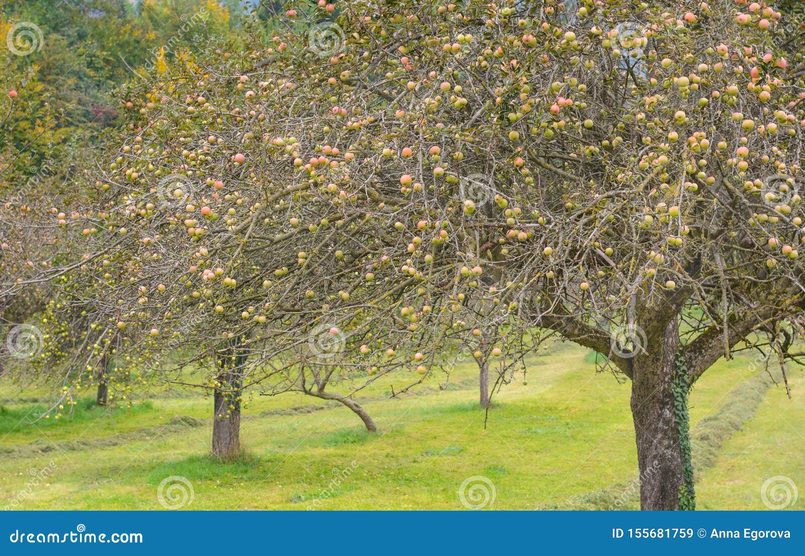 Apple-tree with apples stock image. Image of autumn - 155681759