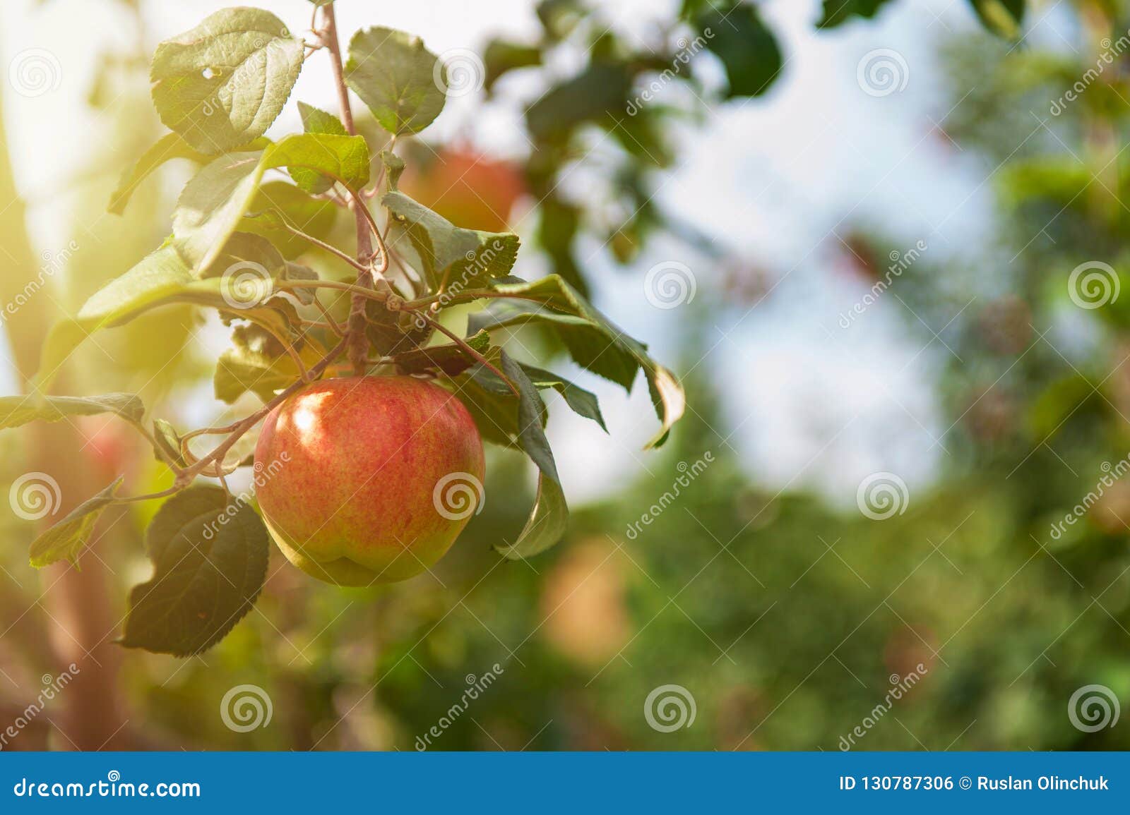 Apple tree with apples stock photo. Image of fresh, farm - 130787306