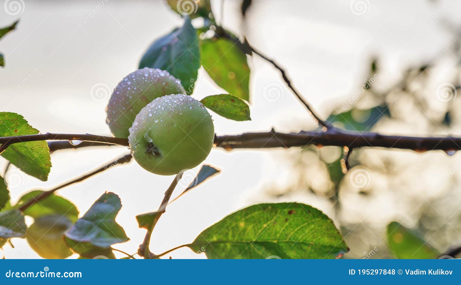 Apple Tree with Apples after the Rain Stock Photo - Image of nature ...