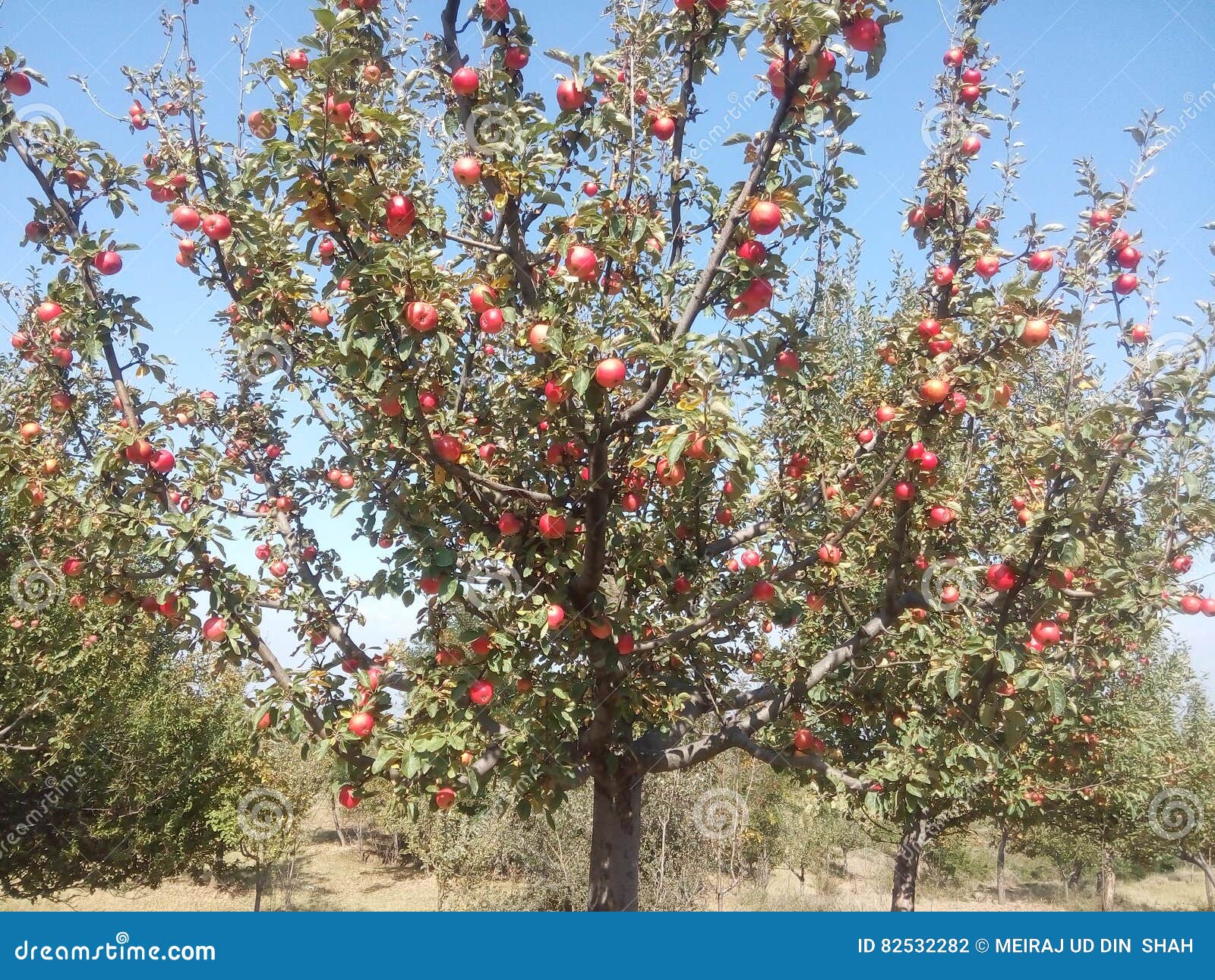 Red Apples on Trees in Orchard Stock Photo - Image of scenery, apples ...