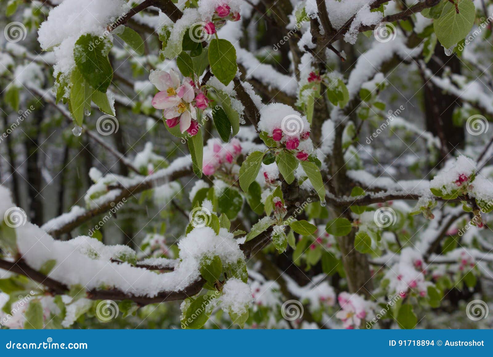 Apple Tree in April with Blossoms and Snow Stock Photo - Image of april ...