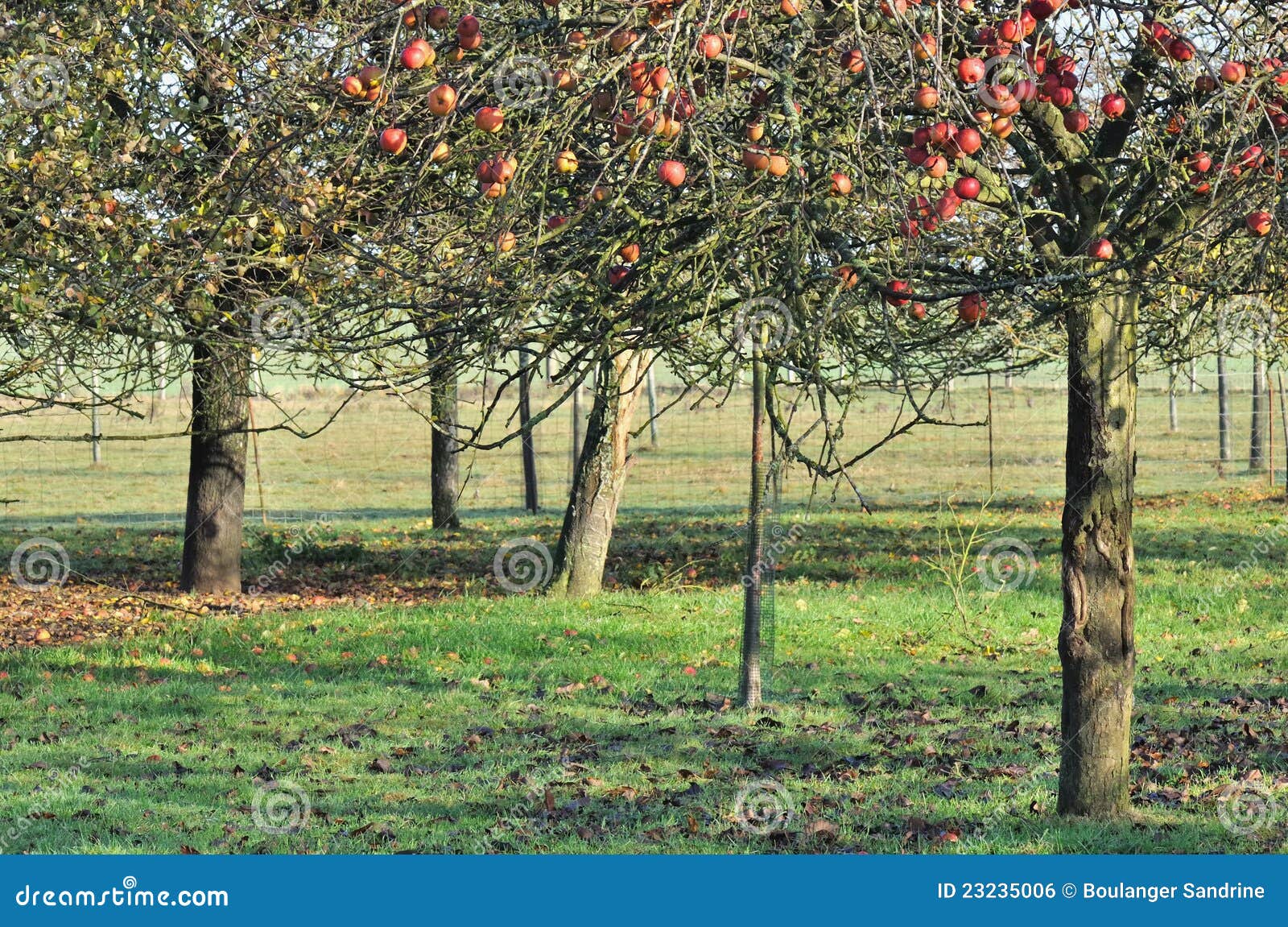 Apple tree in autumn stock photo. Image of trunks, season - 23235006