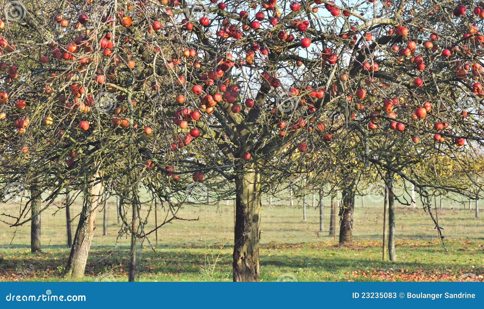 Apple Tree In Autumn Stock Photos - Image: 23235083