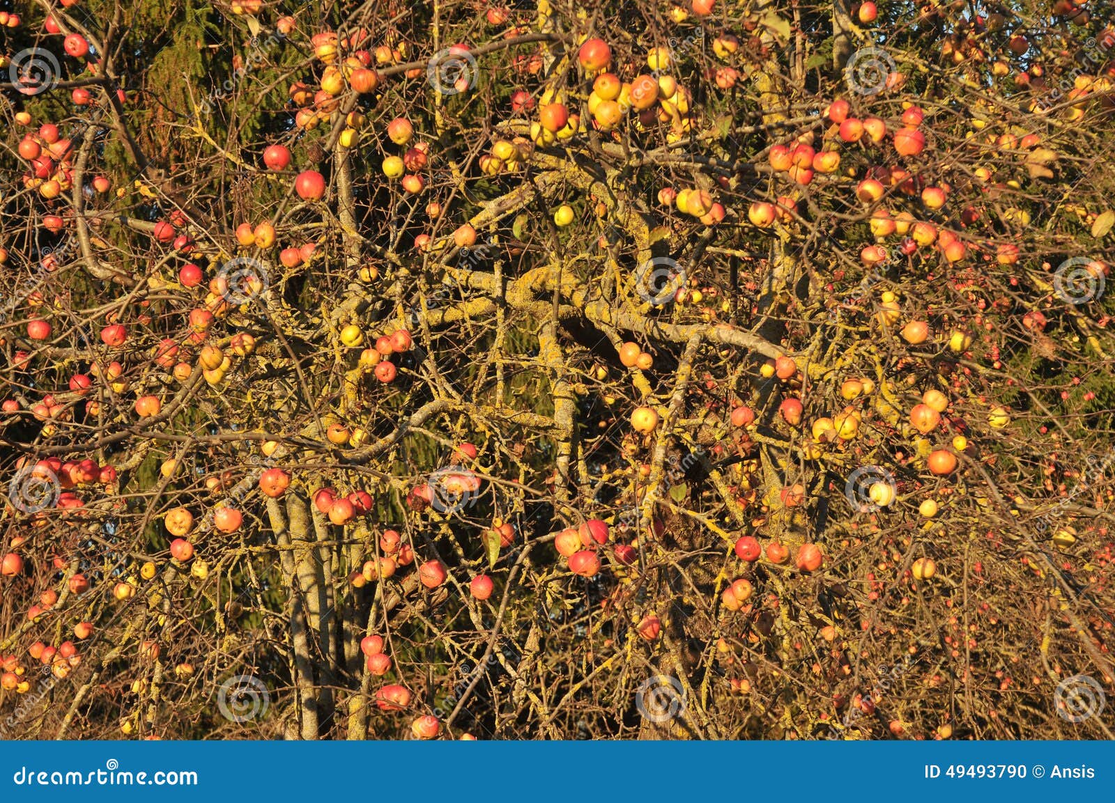 Apple tree in autumn stock photo. Image of apple, nature - 49493790
