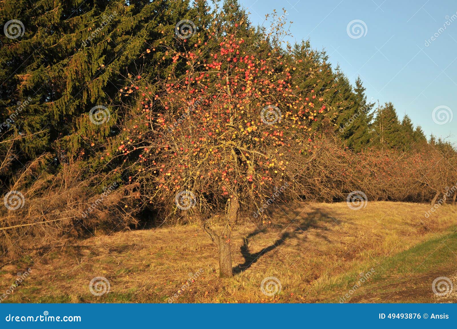 Apple tree in autumn stock photo. Image of leaves, freshness - 49493876