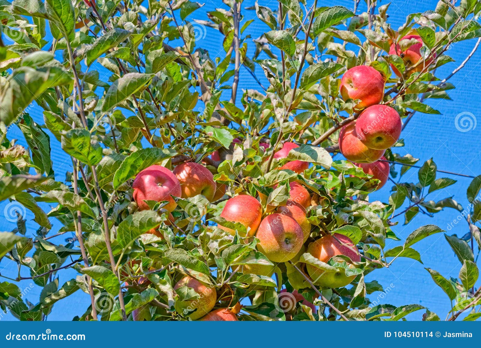 Apple tree in autumn stock photo. Image of leaf, growth - 104510114
