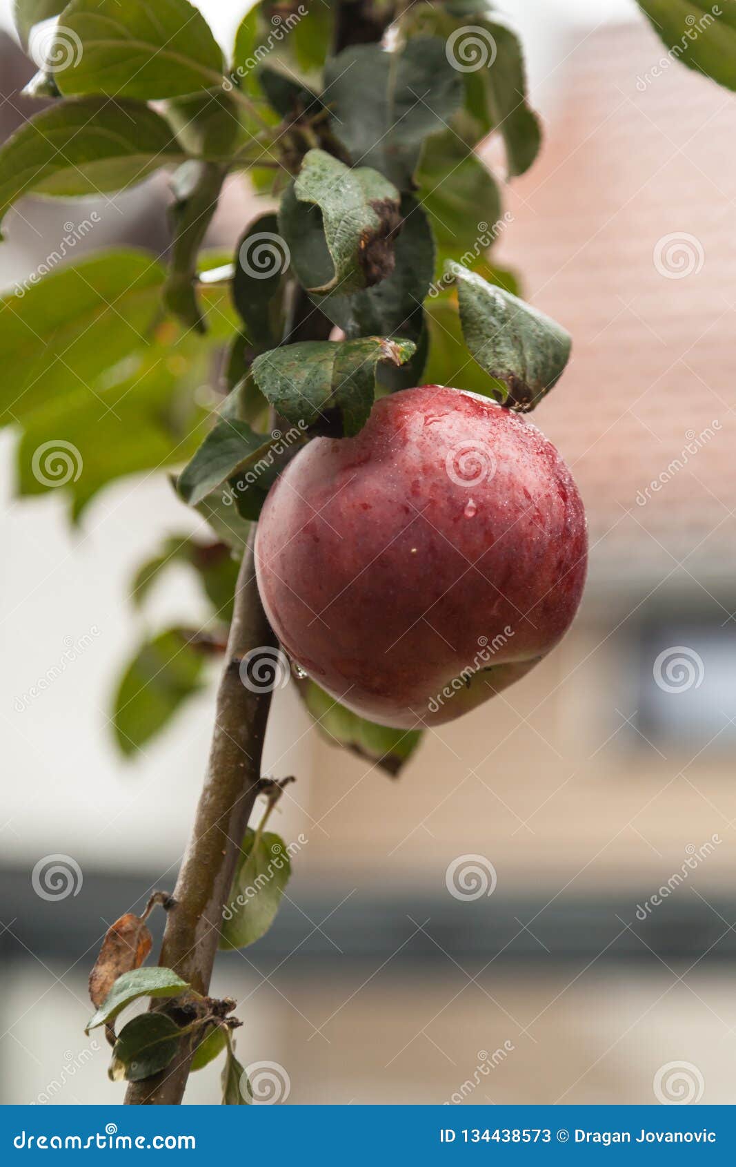 Apple with rain drops stock image. Image of apple, tree - 134438573