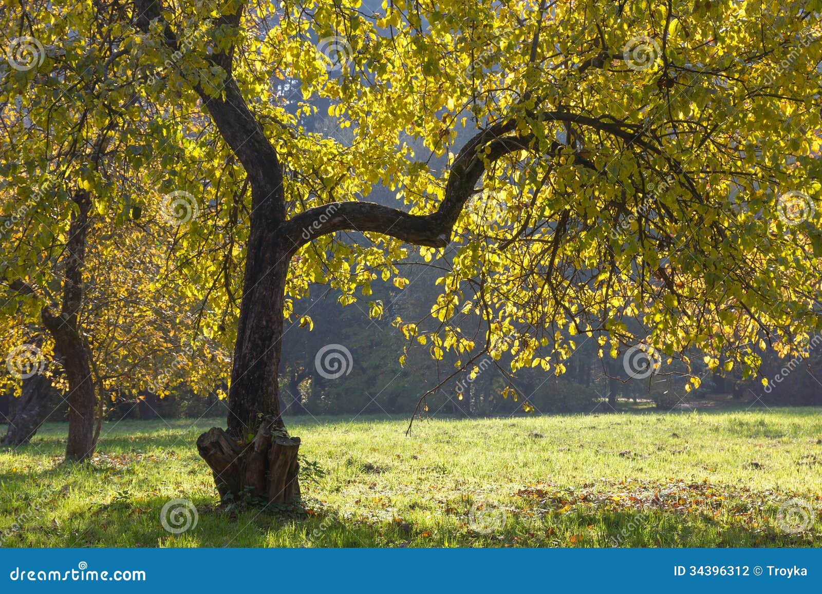 Apple tree in autumn. stock photo. Image of color, scenery - 34396312