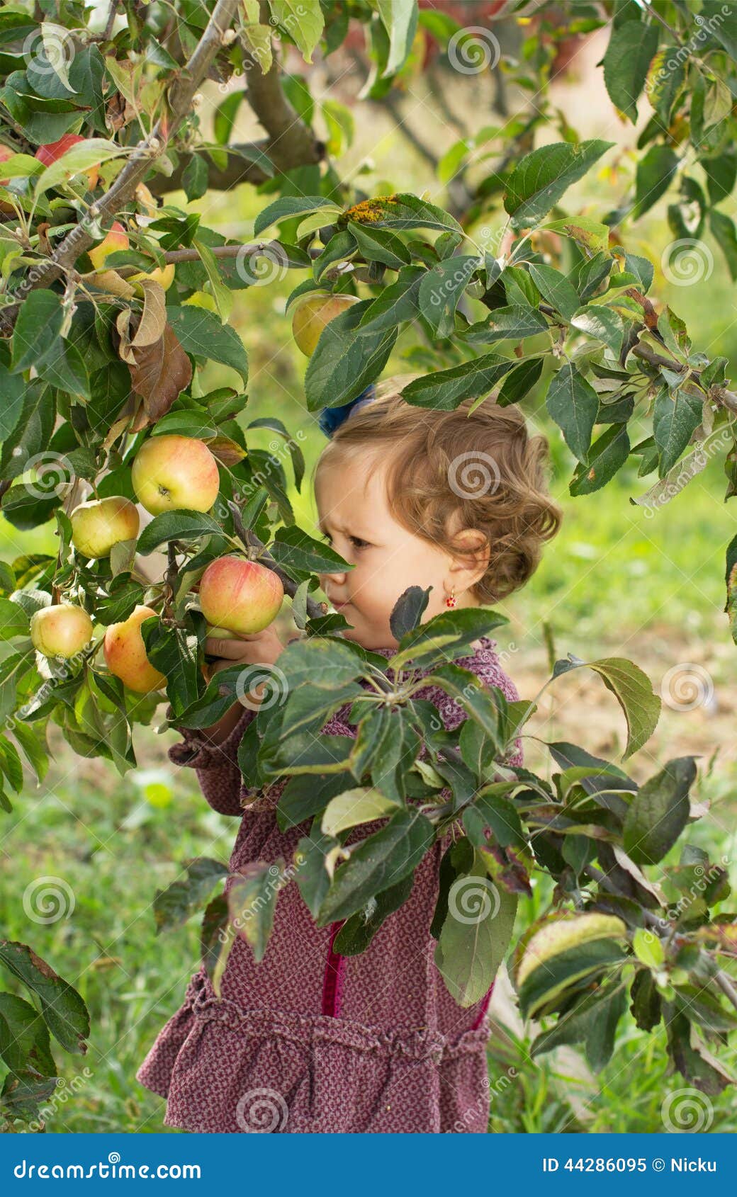 Apple tree baby stock image. Image of harvest, cute, garden - 44286095