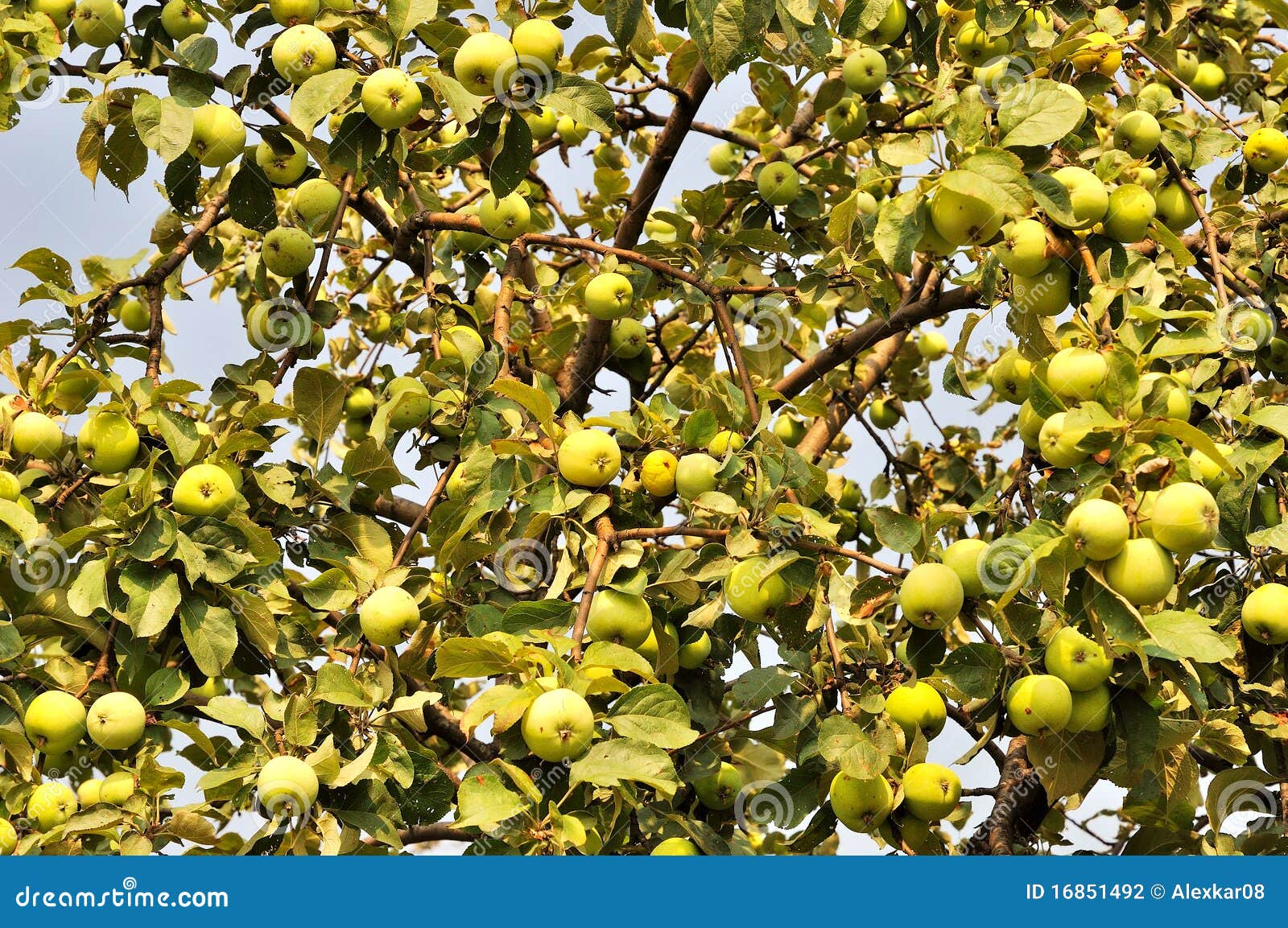 Apple tree background stock photo. Image of color, season - 16851492