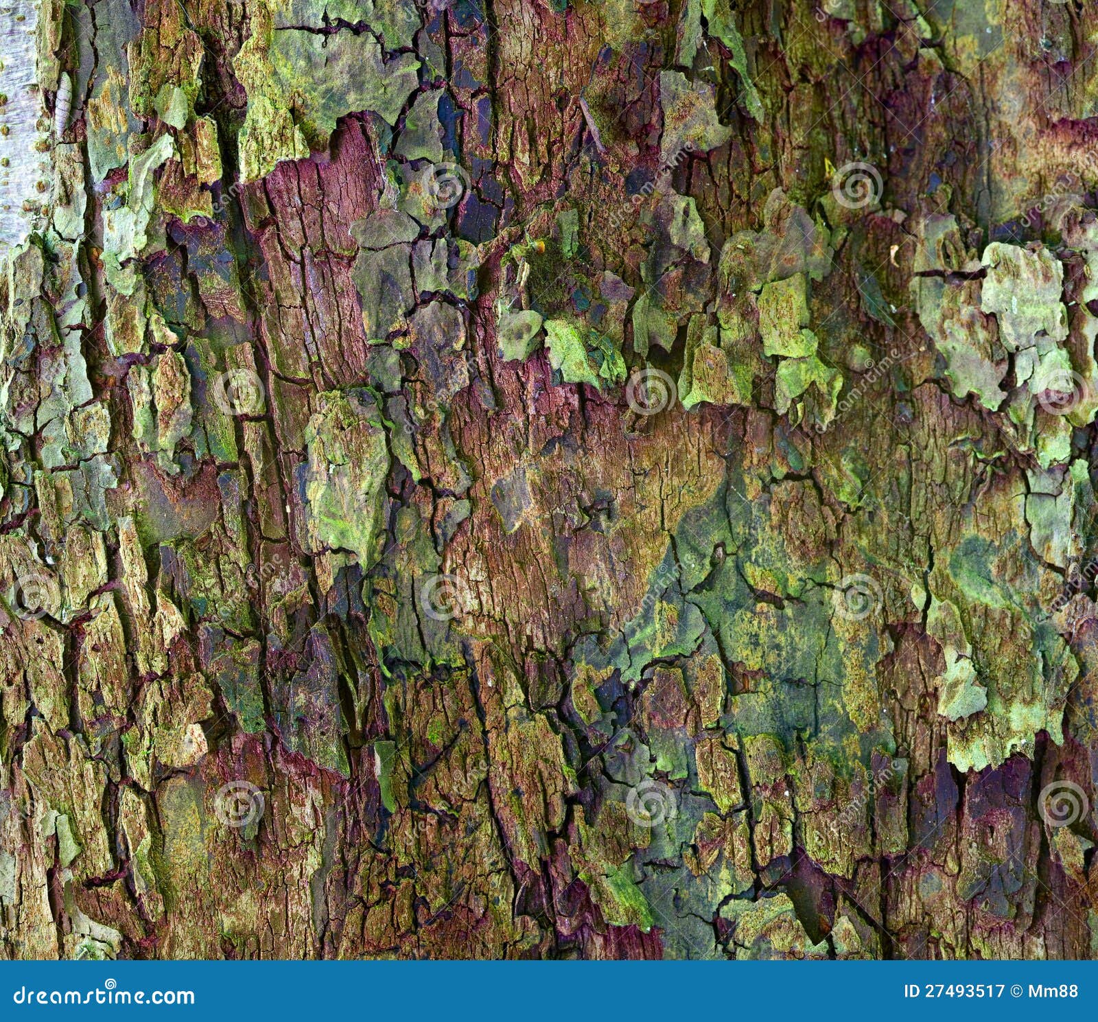 Apple tree bark stock image. Image of bark, deciduous - 27493517
