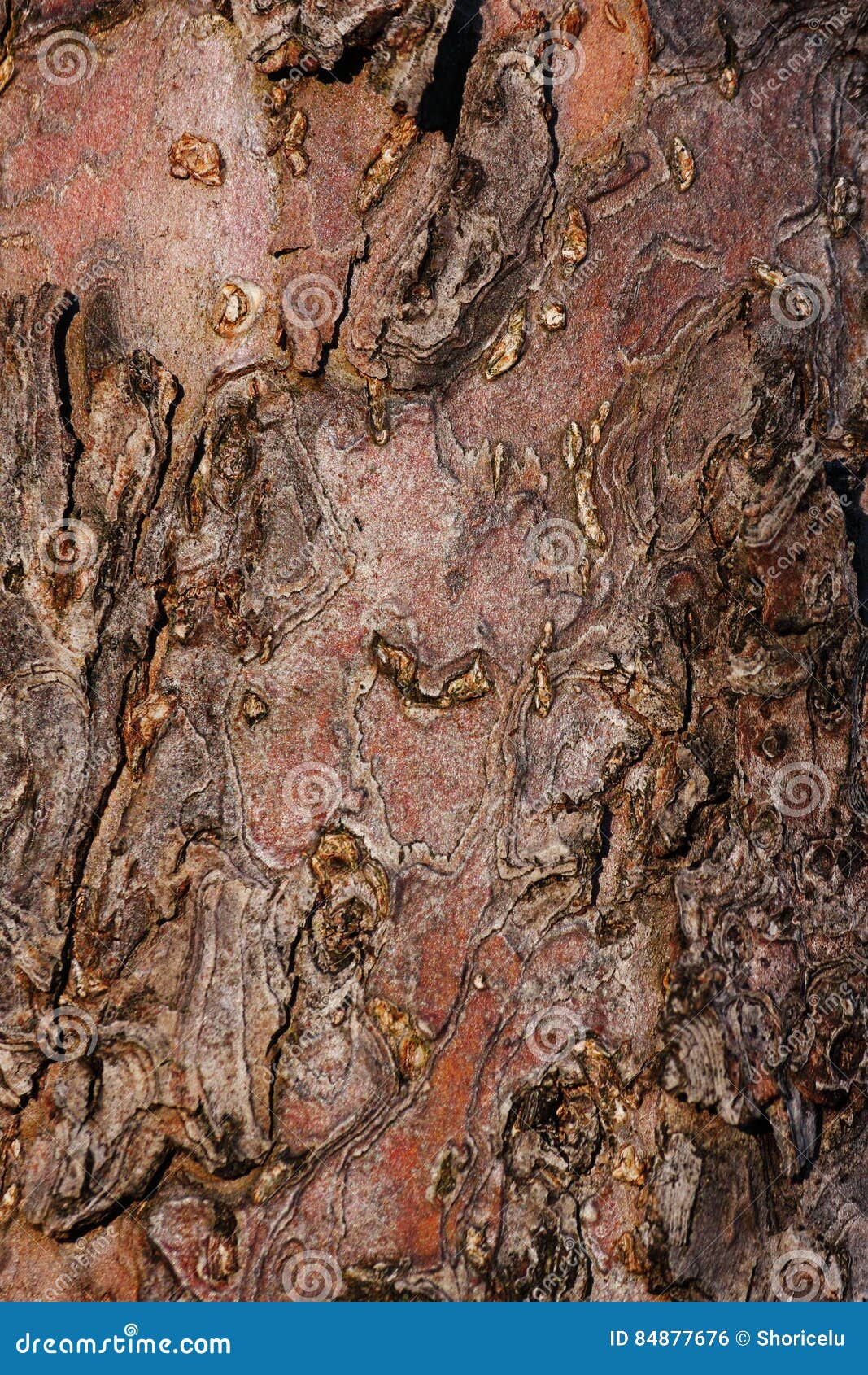 Apple tree bark detail stock photo. Image of unhealthy - 84877676