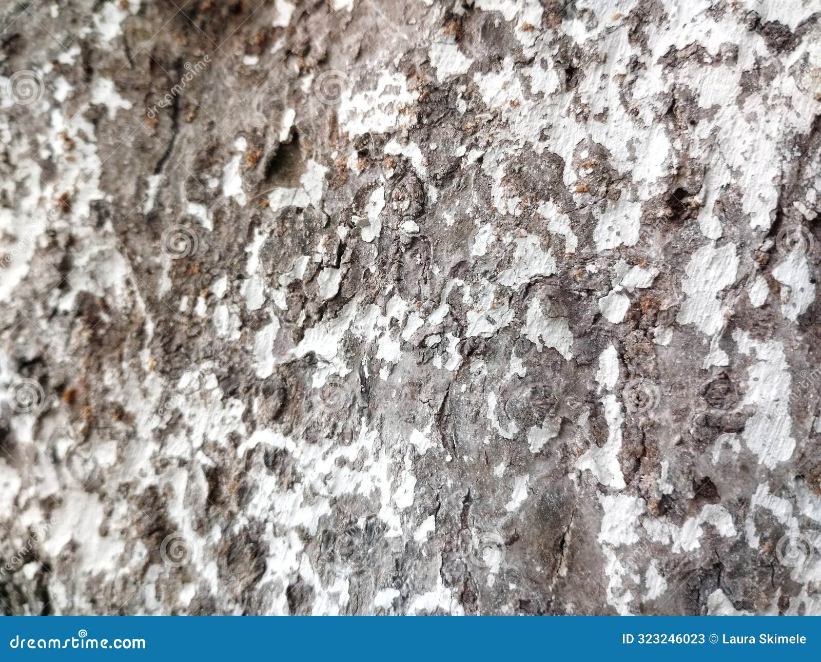 Tree Bark Texture in Black and White Stock Image - Image of abstract ...