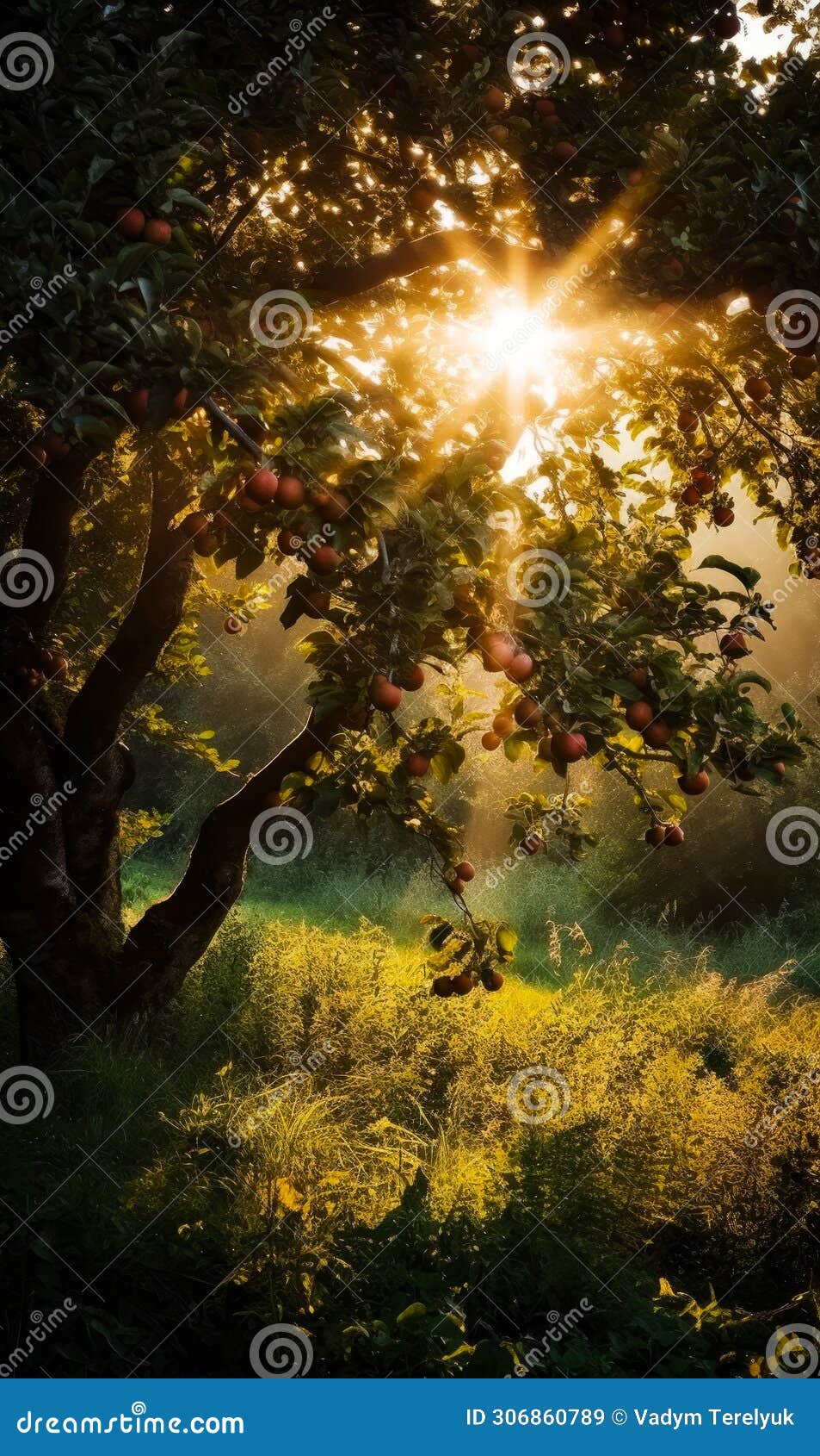 An Apple Tree Basking in the Sunlight Stock Image - Image of vitamin ...