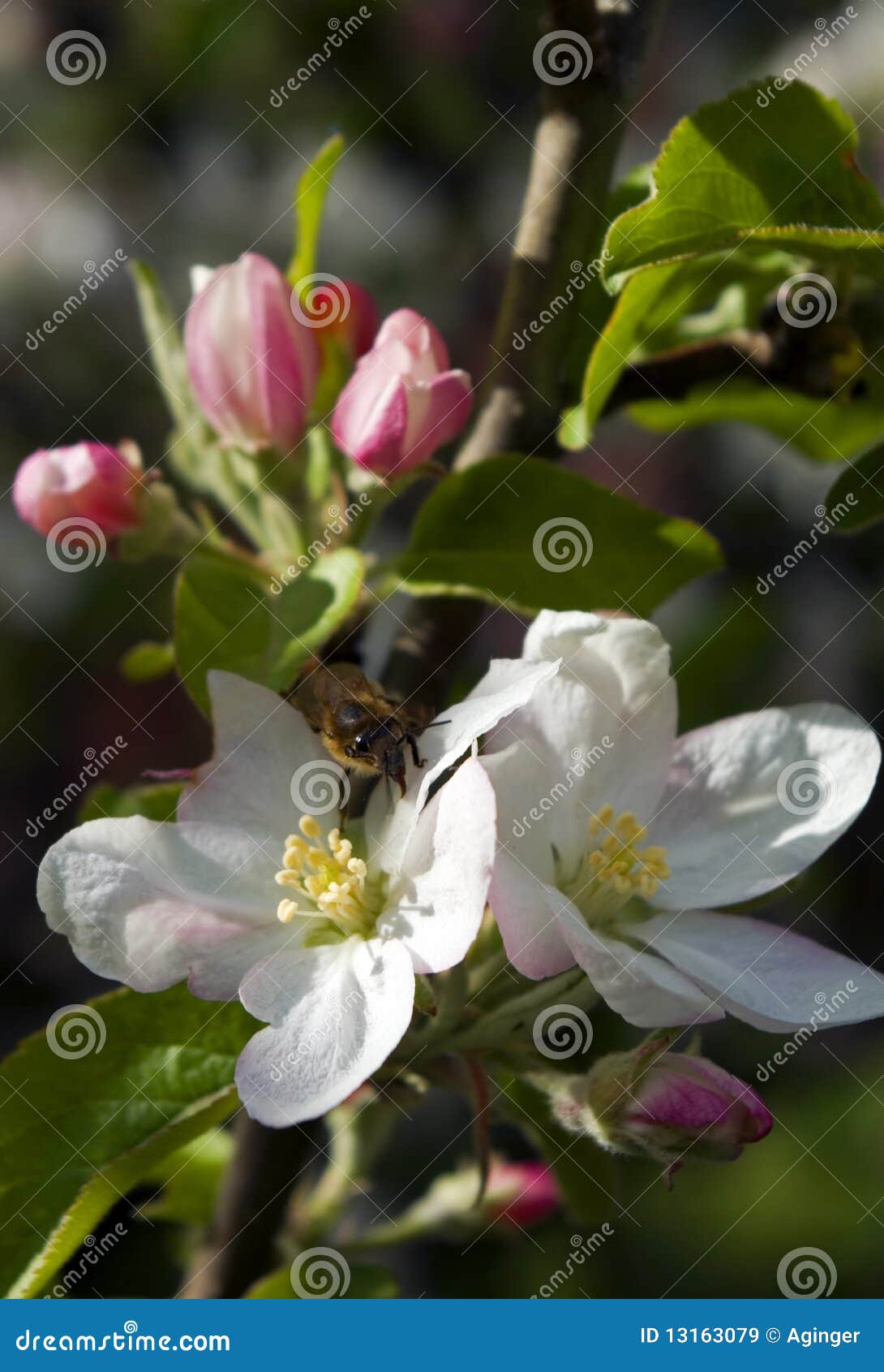 Apple tree with bee stock image. Image of symbol, blossom - 13163079