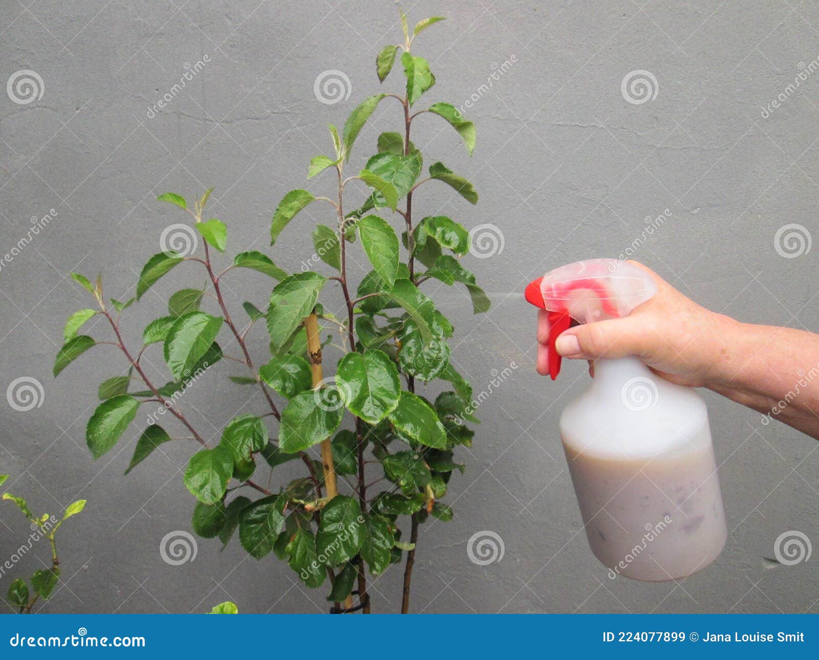 An Apple Tree Being Given Liquid Fertilizer Stock Image - Image of grow ...