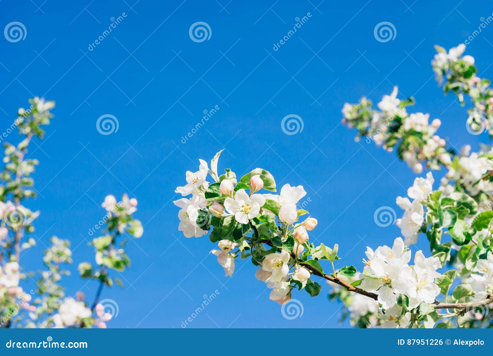 Apple Tree in Bloom Against Clear Blue Sky Stock Photo - Image of ...