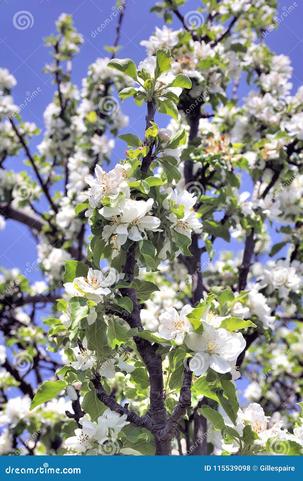 Apple Tree in Bloom Announcing Spring Stock Photo - Image of rural ...