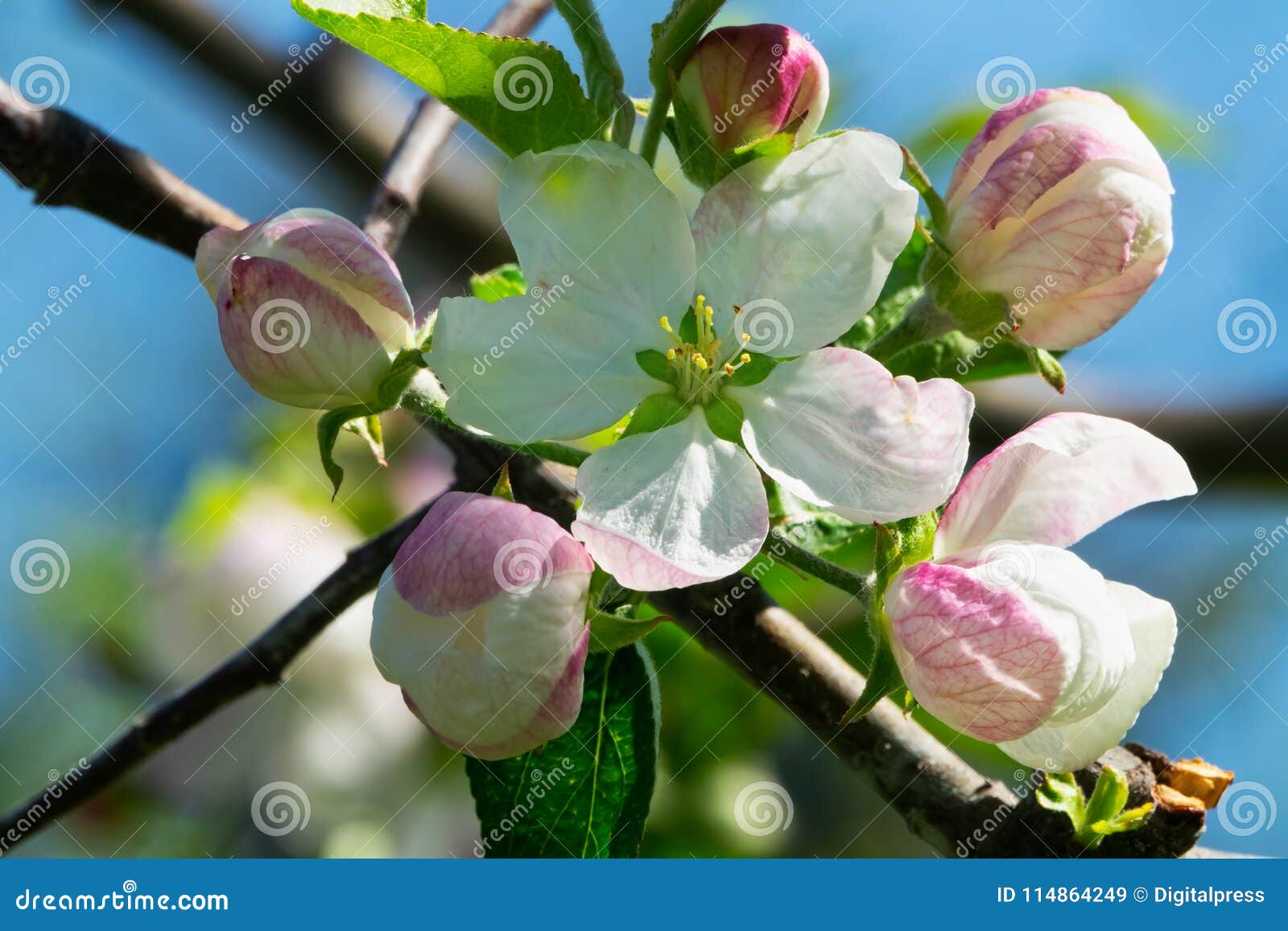 Apple Tree in Bloom stock image. Image of spring, flower - 114864249
