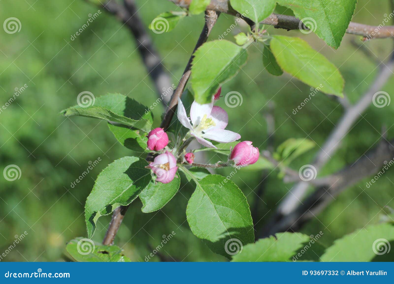 Apple tree in bloom stock photo. Image of appletree, white - 93697332